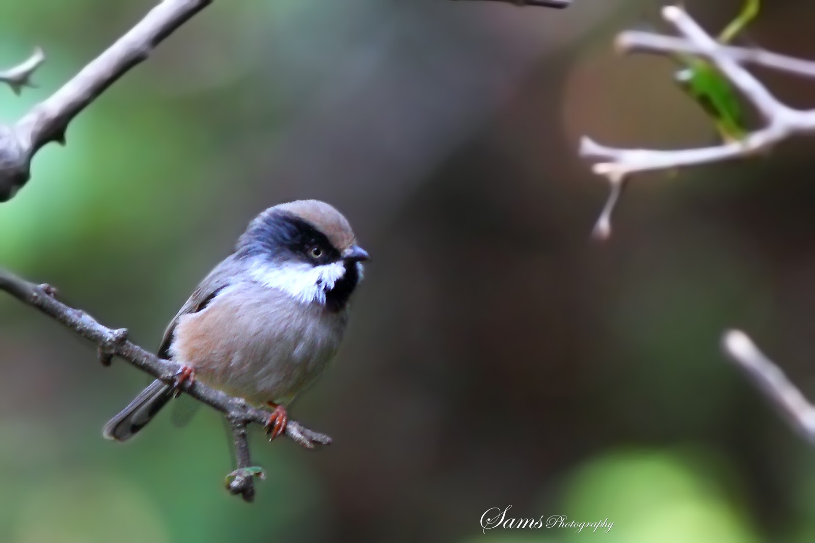White-cheeked Tit - Aegithalos leucogenys - Birds of the World