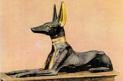 Everything about your Pharaoh Hound - Luv My Dogs