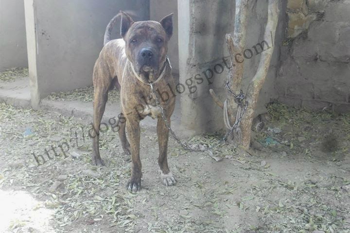 Pakistani Dog photos and Videos