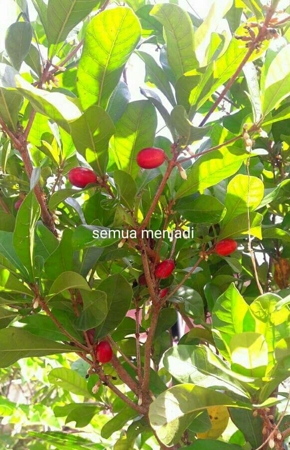 Semua Menjadi: Pokok Beri Ajaib atau Miracle Berry