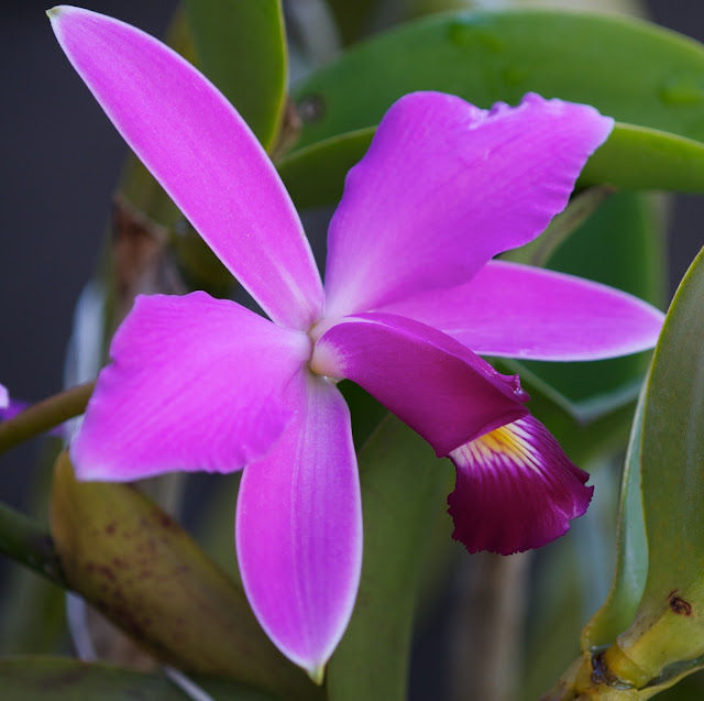 Asociación Jalisciense de Orquideología: Las Cattleyas