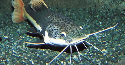 The beginning: Catfish