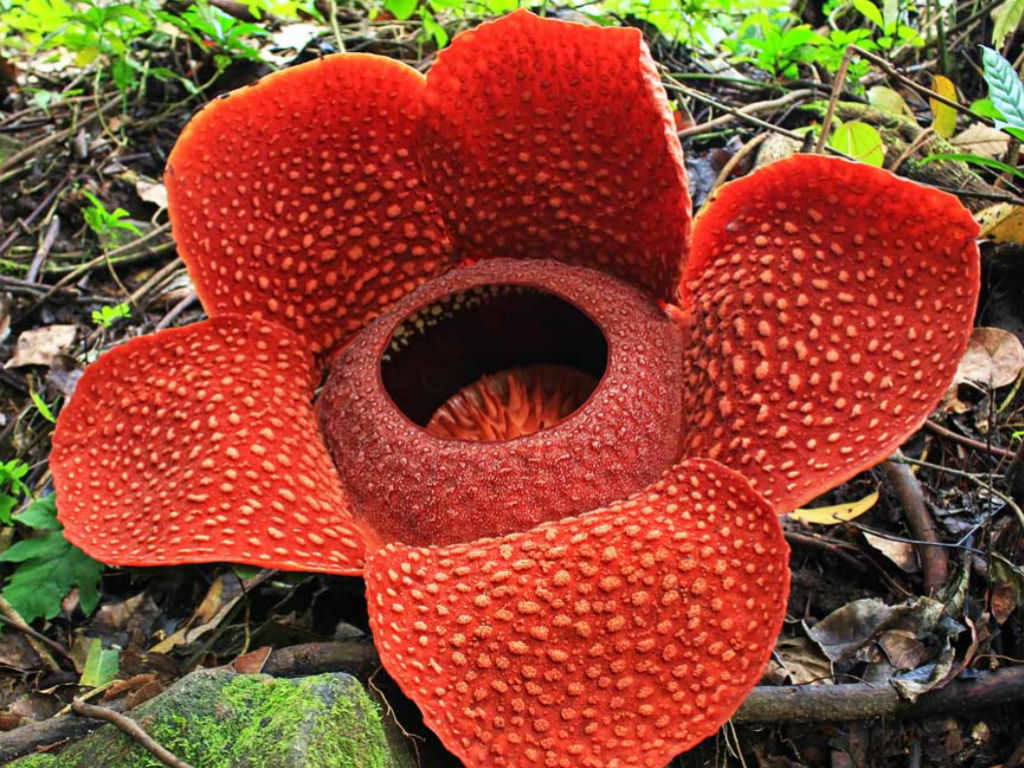 Ahora sé: RAFFLESIA ARNOLDII: La flor más grande del mundo