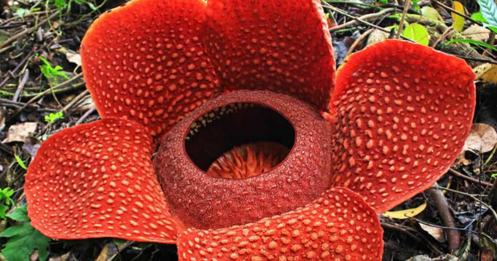 Ahora sé: RAFFLESIA ARNOLDII: La flor más grande del mundo