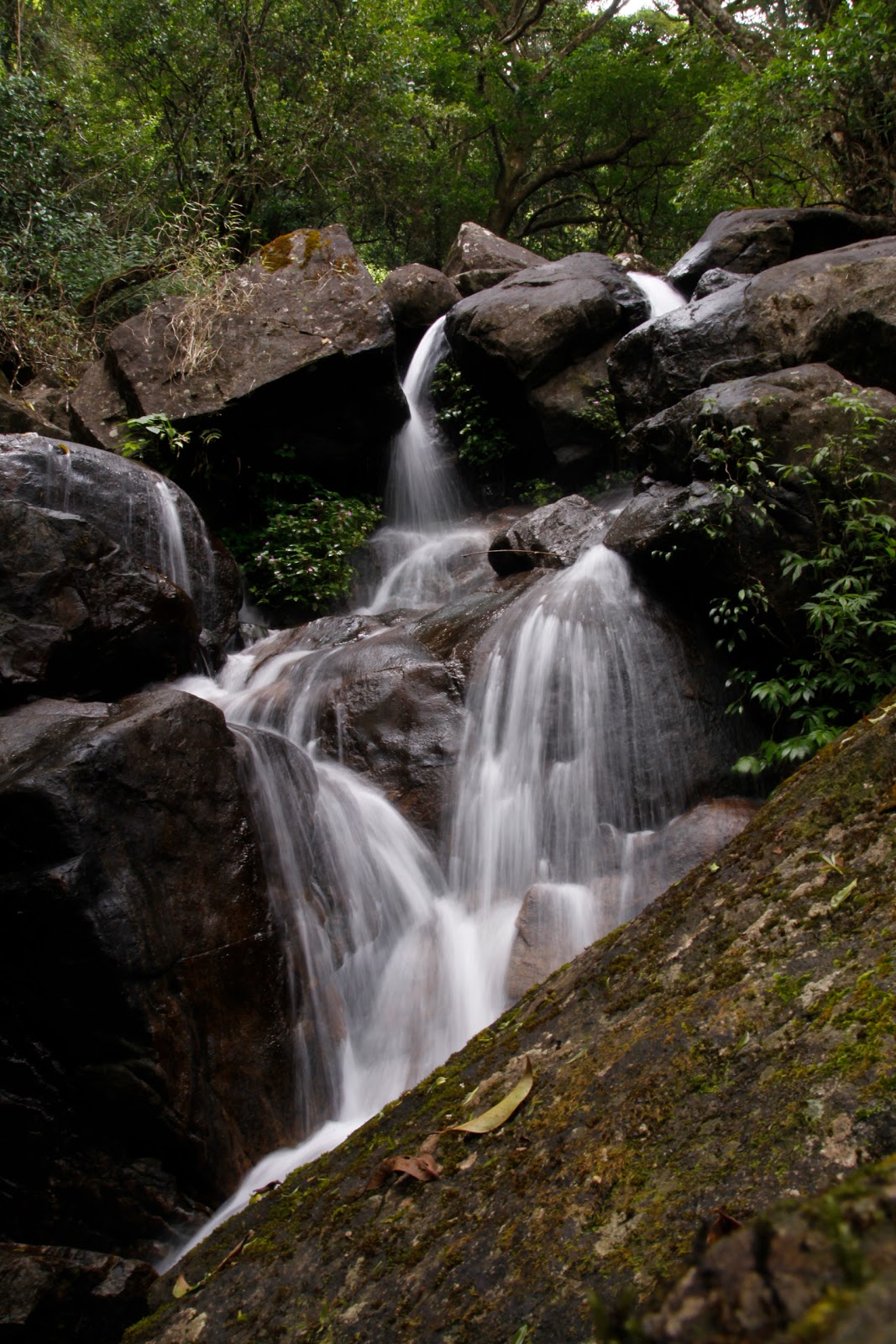 Conservationplus: Rivers of the Nilgiri Biosphere Reserve (NBR)