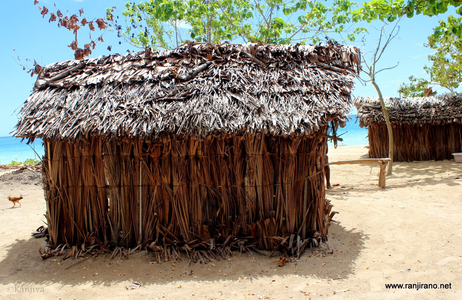 De l'utile à l'agréable - Le majestueux Ravinala [Arbre de voyageur ...