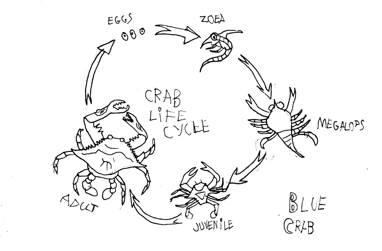 Mikroraptor Musings: Crustacean Life Cycles