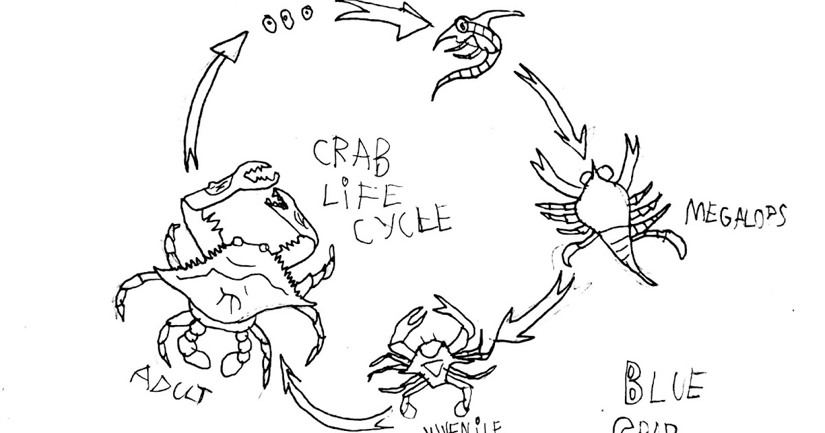 Mikroraptor Musings: Crustacean Life Cycles