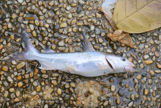 JORAN CAHAYA: IKAN UBI sukar dipancing