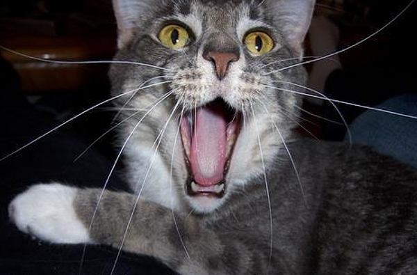 Funny Face Cat | 100knot