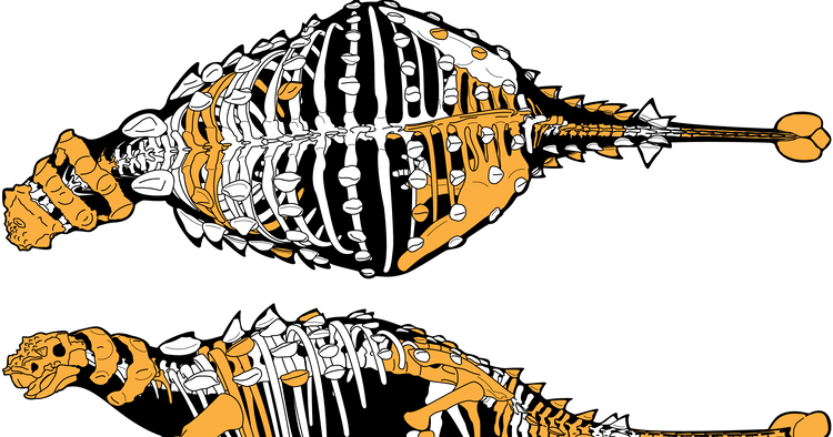 EL JOVE PALEONTÒLEG: Akainacephalus johnsoni, l'Anquilosàurid més ben ...