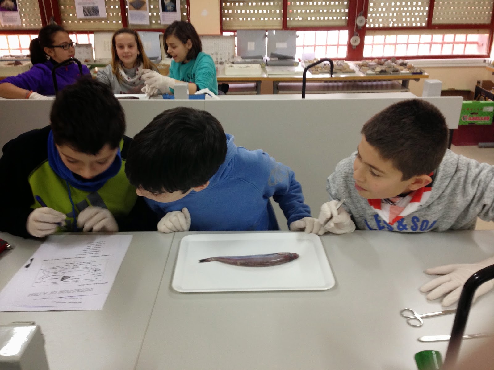 SCIENCE IN THE SCHOOL: DISSECTION OF A FISH
