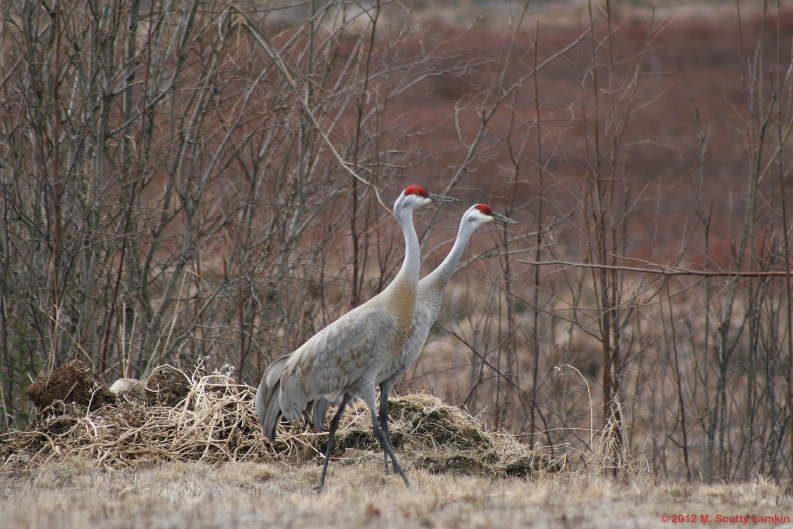 Alaska's "Sunday Turkey"
