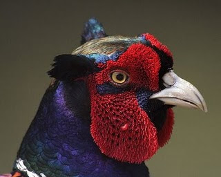 El ojo del buitre: Aves - Faisán