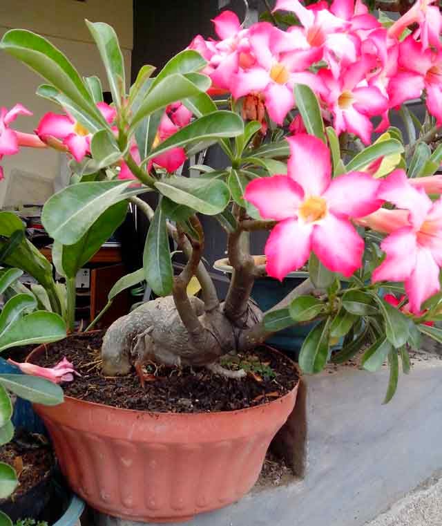 Perbedaan Bunga kamboja dan Adenium | Manfaat di dalam keindahan bunga