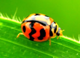 MUSUH ALAMI HAMA DAN PENYAKIT PADA TANAMAN PADI - pemuda tani