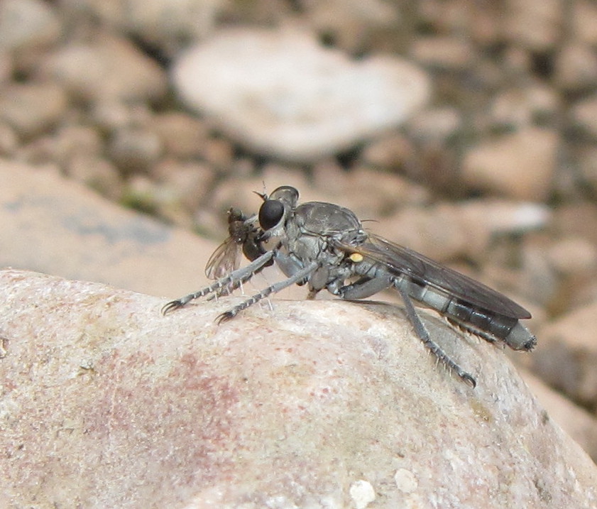 Bug Eric: Fly Day Friday: Three-banded Robber Fly