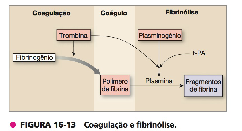 Coagulação e fibrinólise