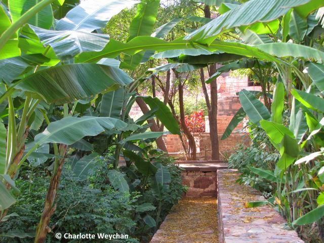 Jodhpur's famous fort garden under restoration