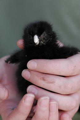 The Plight of the Takahē | Featured Creature