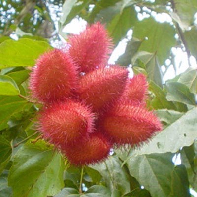 PLANTAS MEDICINALES: PLANTAS MEDICINALES - ACHIOTE, DESCRIPCION Y USOS ...