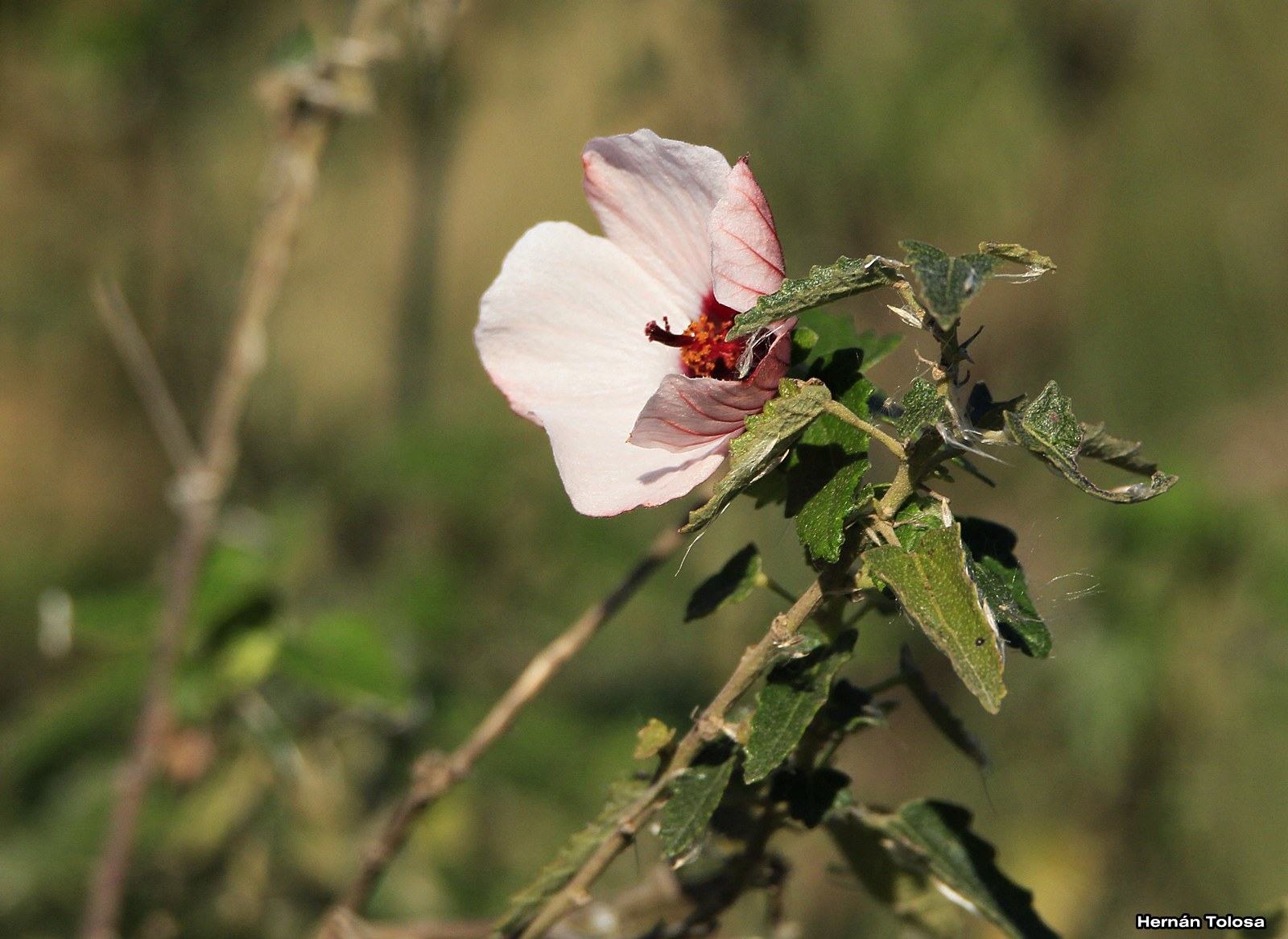 Flora Bonaerense: Pavonia rosada (Pavonia hastata)