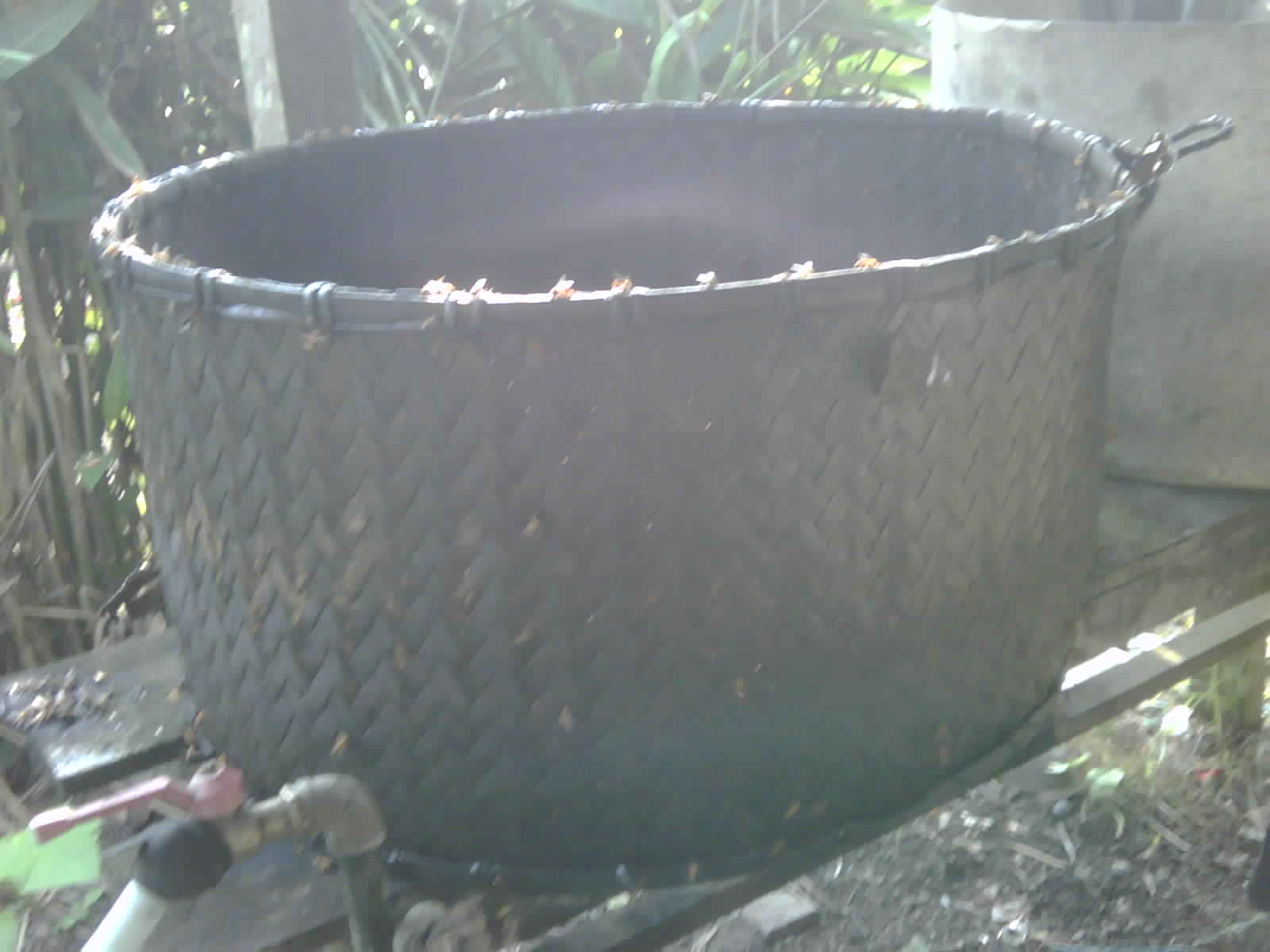 kebun aren: Berkunjung ke Kebun Aren di Balung River Eco Resort, Tawau ...