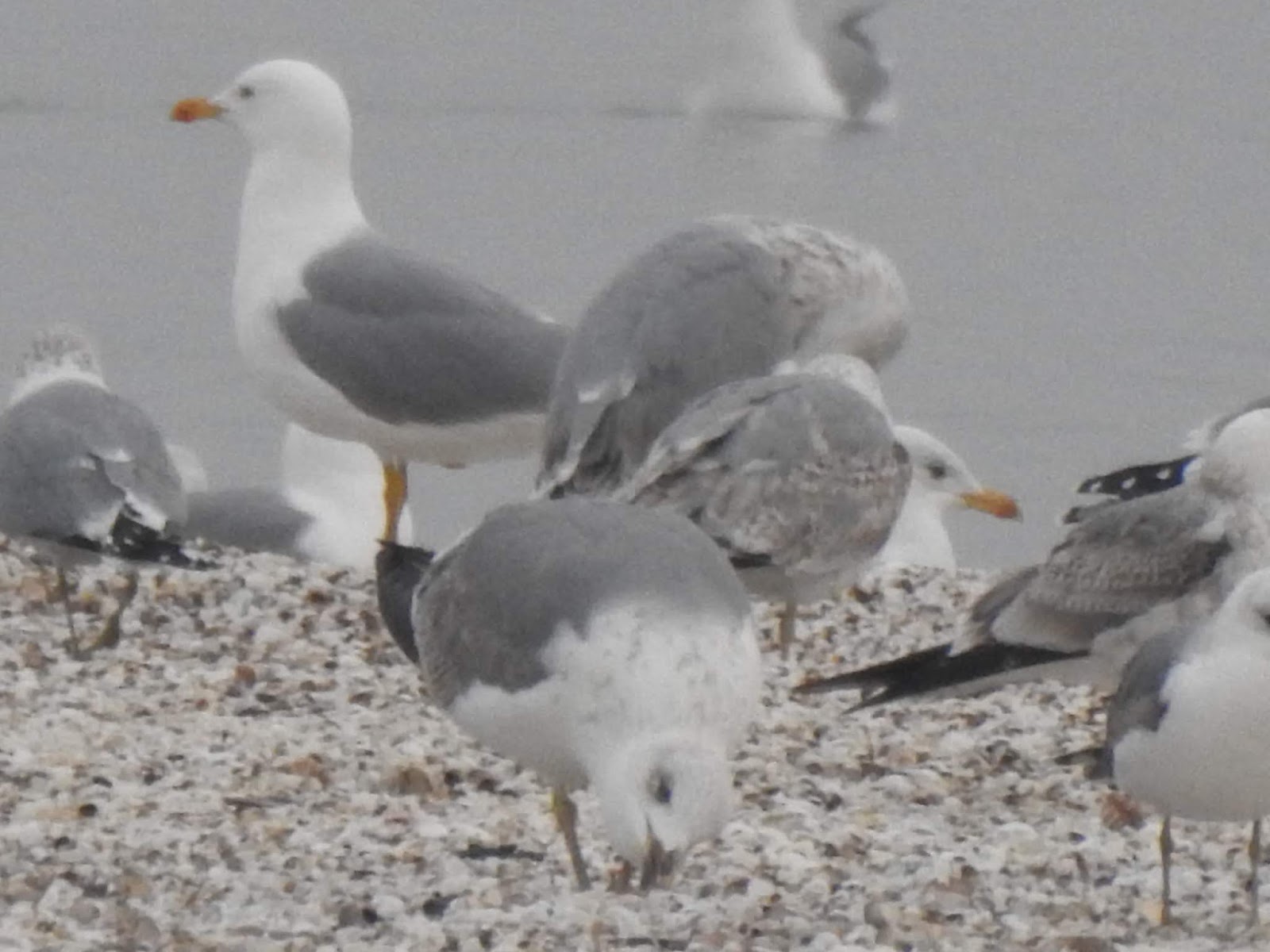 PASARI DIN ROMANIA: PESCARUS ARGINTIU, Larus argentatus