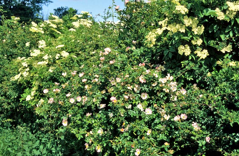 A Guide to Garden Wildlife: Programme Three: Hedges