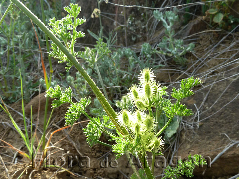Flora de Aragón: Daucus durieua