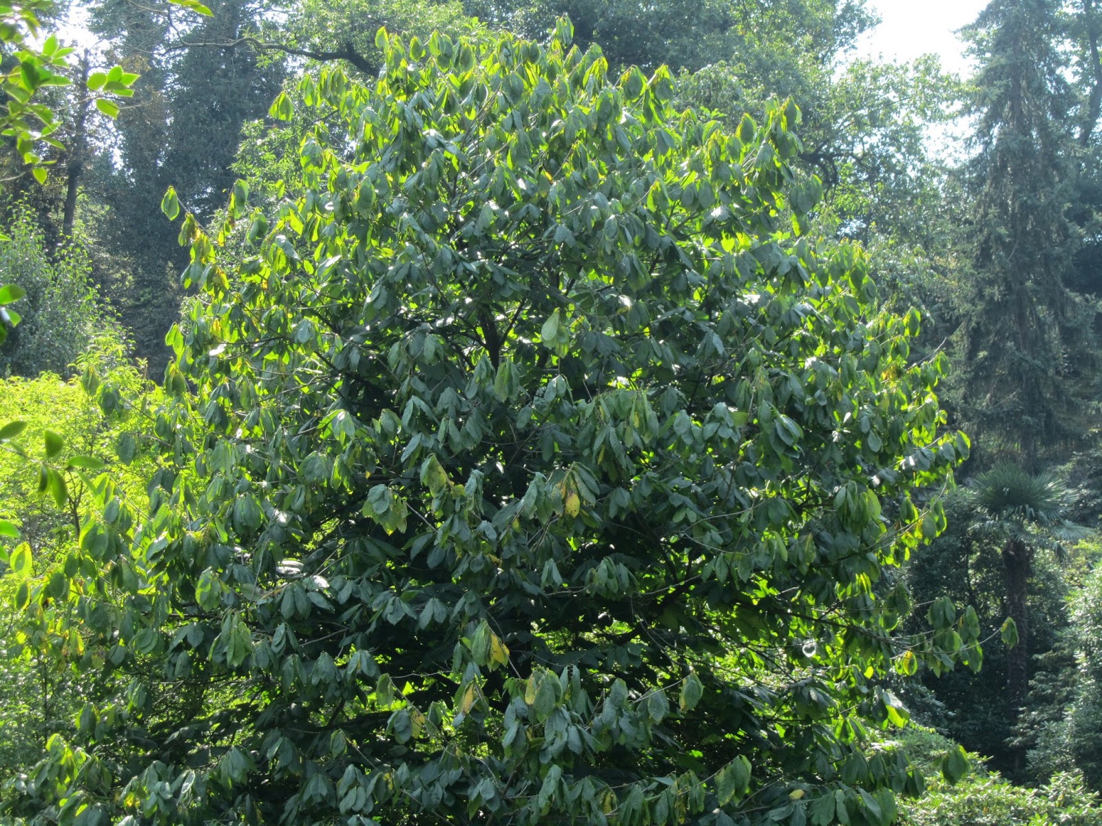 Come Coltivare l'Asimina triloba (Banano di Montagna)? Com'è il Sapore ...