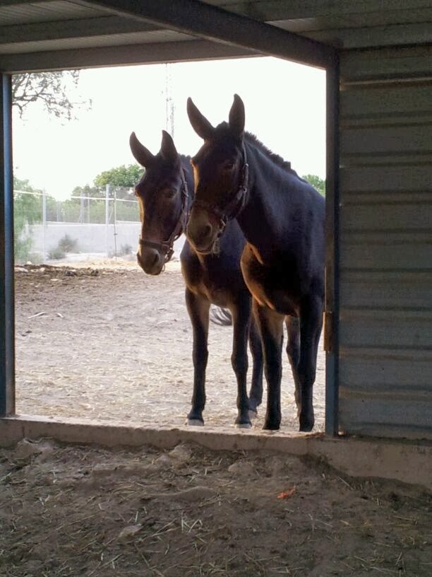 MULAS EN MURCIA