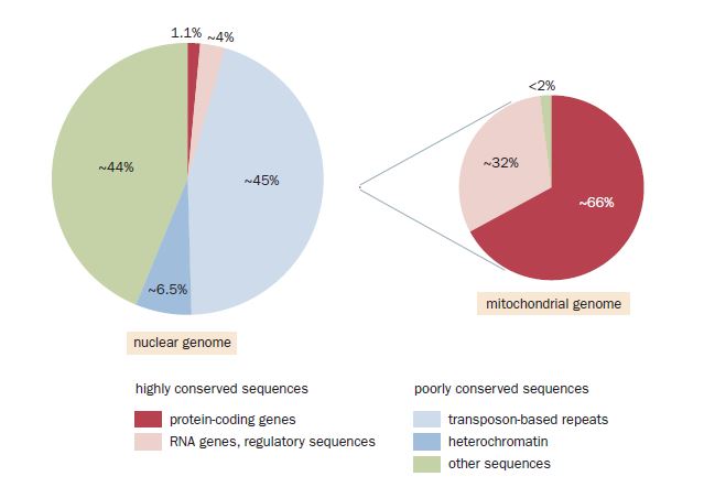 Microbiology: Organisation of Human Genome