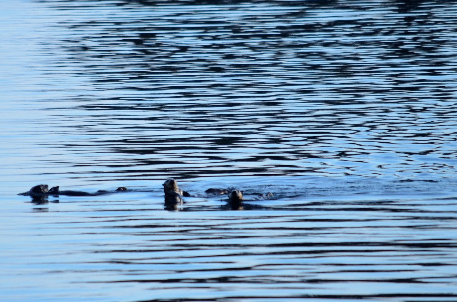 Sea Lurchin: El Capitan Passage to Labouchere Bay June 14, 2015