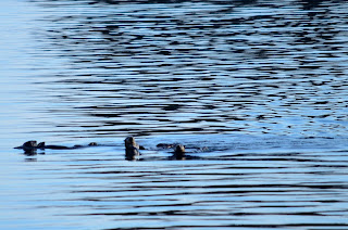 Sea Lurchin: El Capitan Passage to Labouchere Bay June 14, 2015