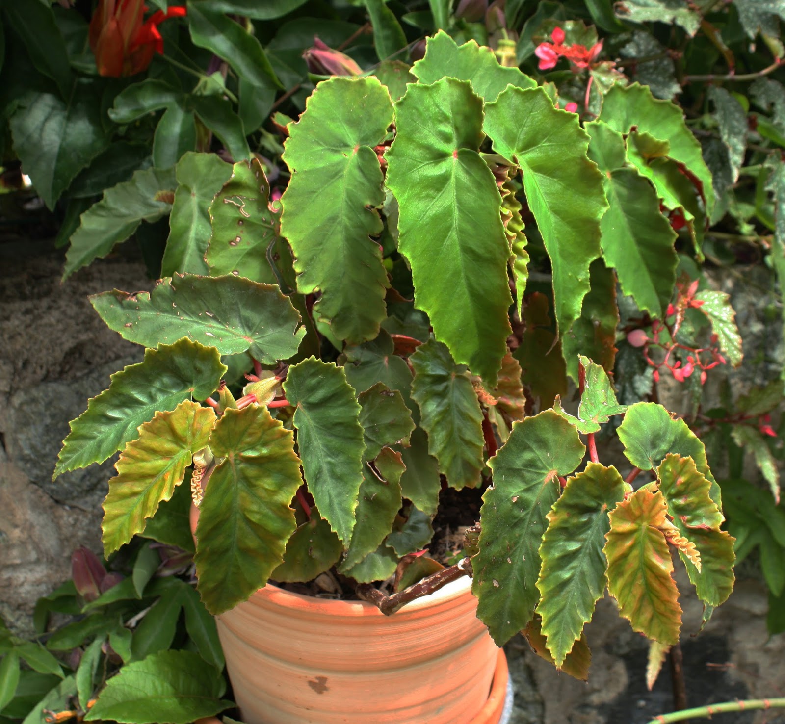 Un jardín en Málaga: Begonia Angularis