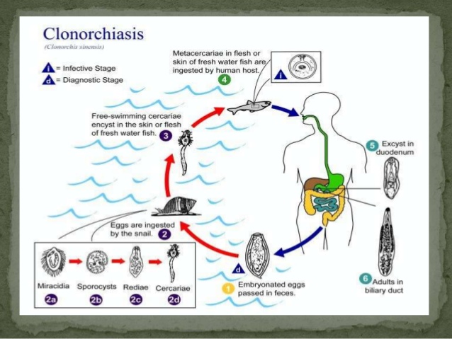 Ciencias de Joseleg: 4b CICLO DE VIDA DE LOS PLATELMINTOS 1: PLANARIA ...