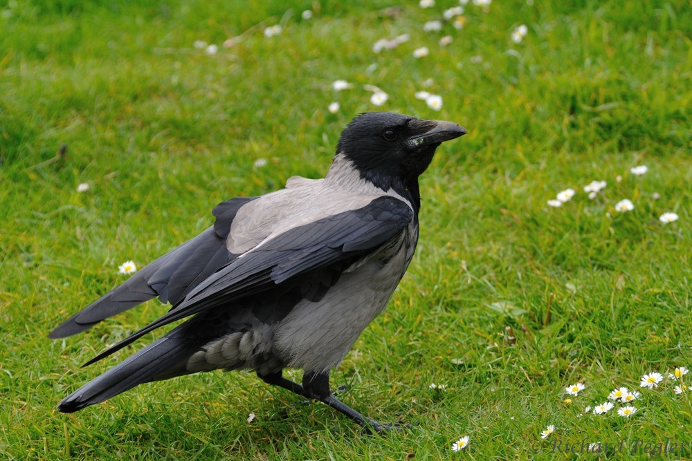 Pegler Birding: Magnificent Mull - (final) Part 3.