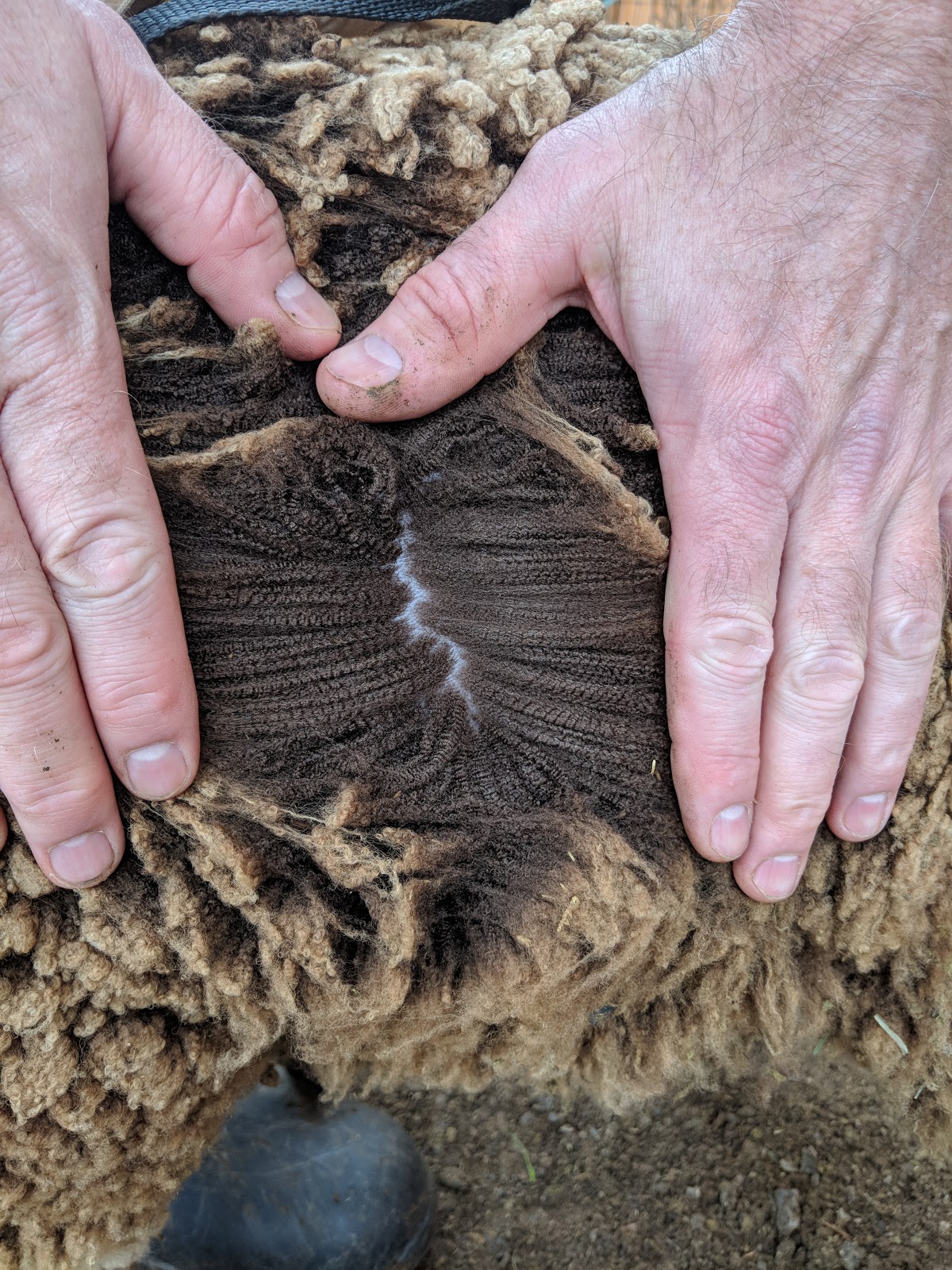 Whispering Pines Farm Registered Shetland Sheep: Ewe lamb - Sylvia