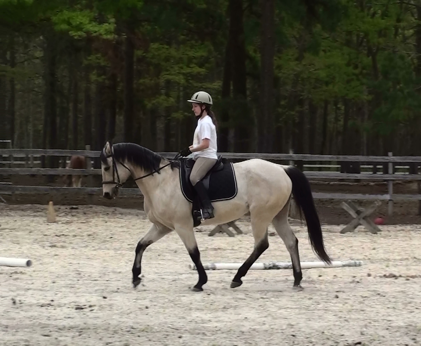 Memoirs of a Horse Girl: Riding Reflection: Hot Rod Harley