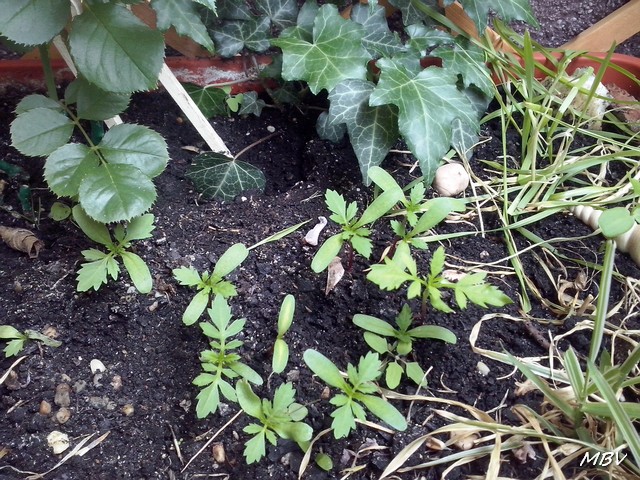 Moj Mali Bio Vrt: Kadifica, kadifa, fratrić