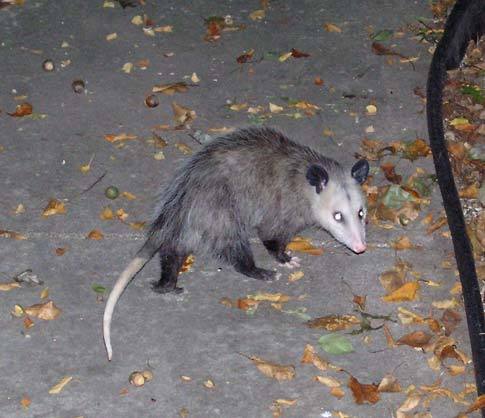 the good life: the oppression of the opossum.
