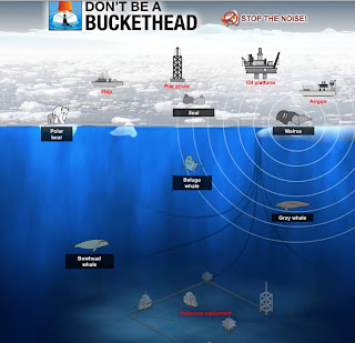 Tethys NEWS: Underwater noise pollution: a bucket on your head ...