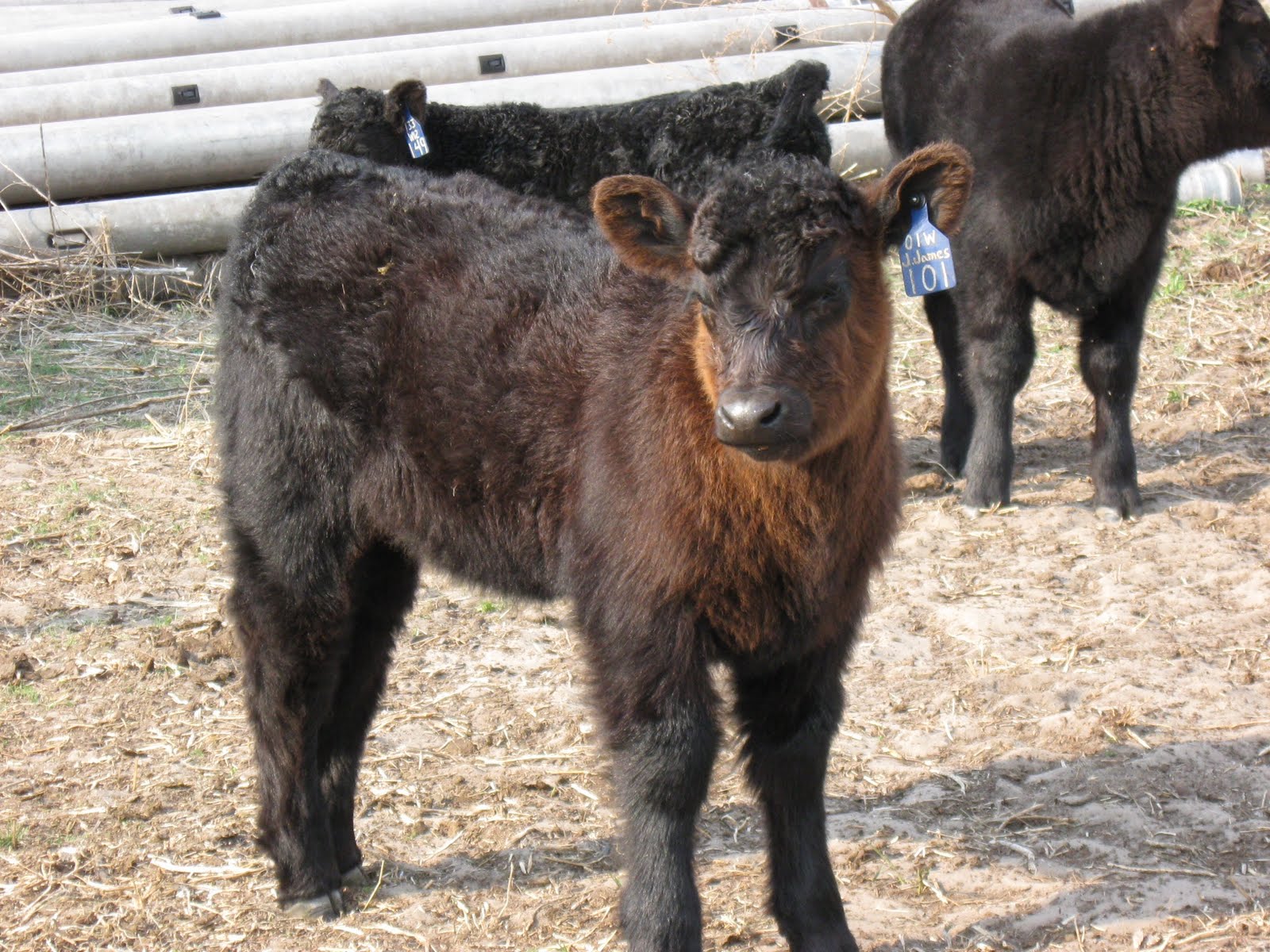 Jesse James x Hillbilly Deluxe first calf heifer | Matt Lautner Cattle