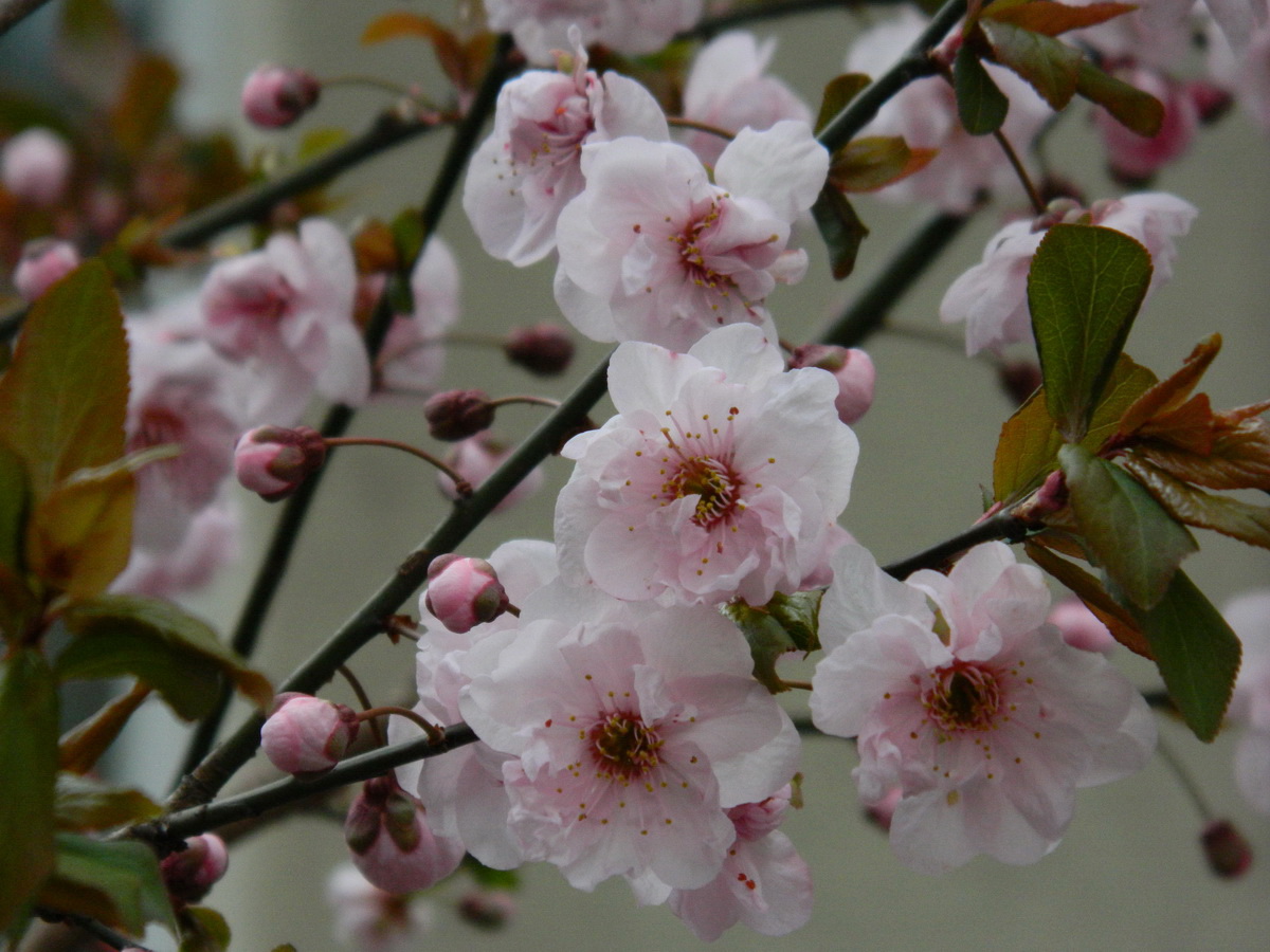 LA MULTI ANI, ROMANIA!: Pom inflorit cu flori roz