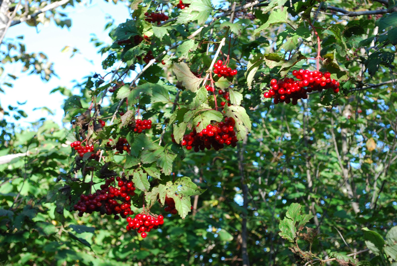 Ferme du Sault: Viorne trilobée - Pimbina