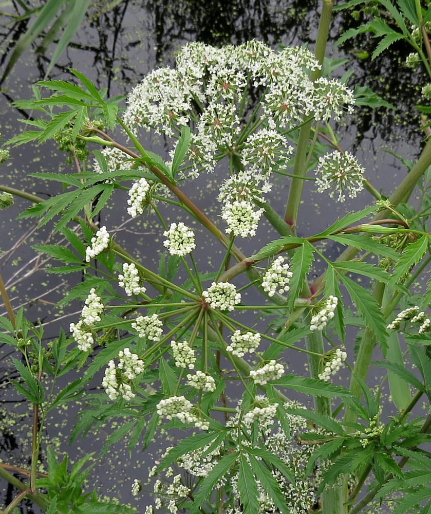 Wildwings and Wanderings: An East Anglian Assortment