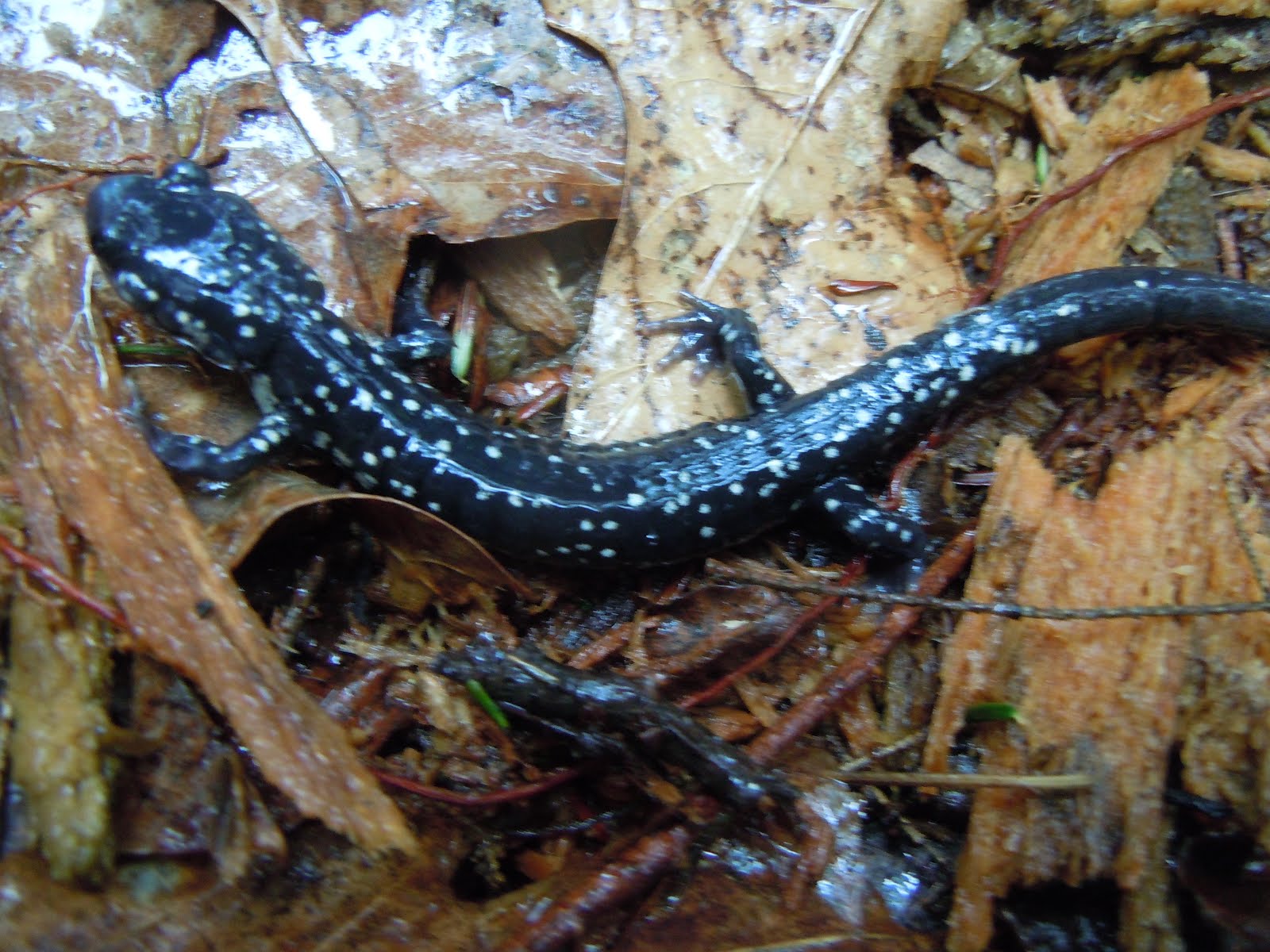 Murrmurrs: Olm, Sweet Olm