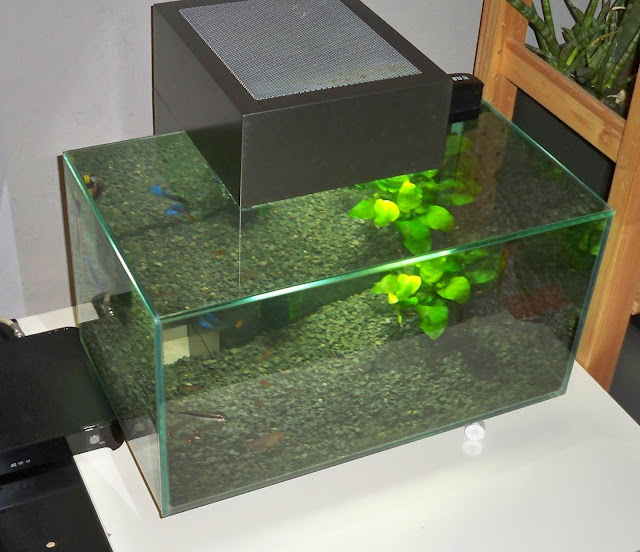 CUBE aquarium: mój Fluval Edge