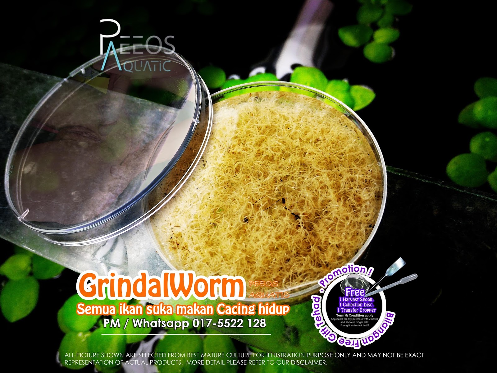 PEEOS AQUATIC: 最新 Grindal Worm 养殖技术